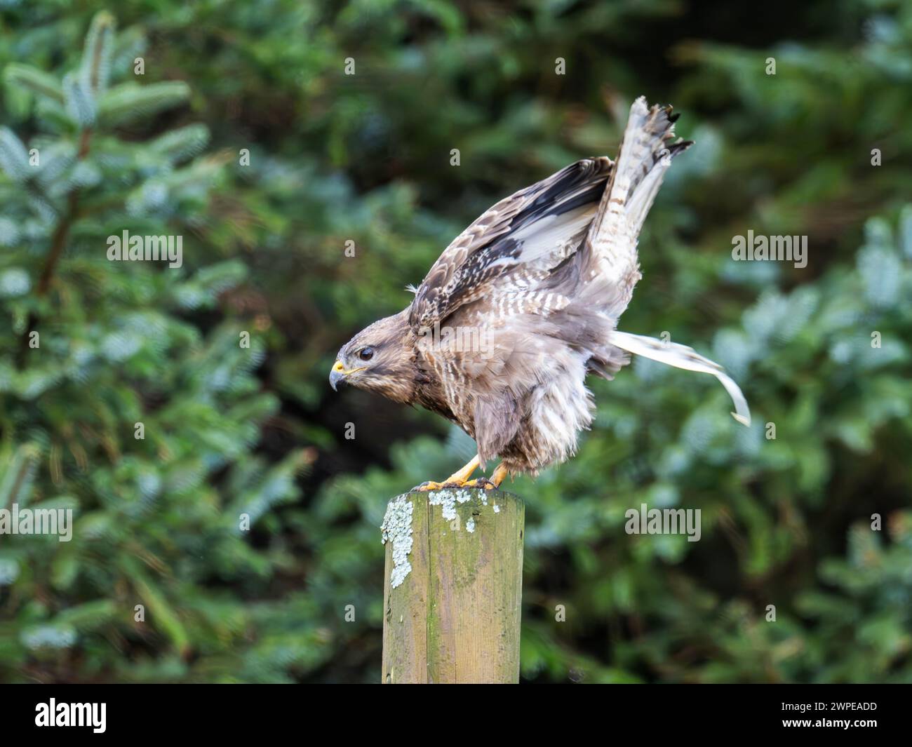 A Common Buzzard, Buteo buteo defecating on Islay, Scotland, UK Stock ...