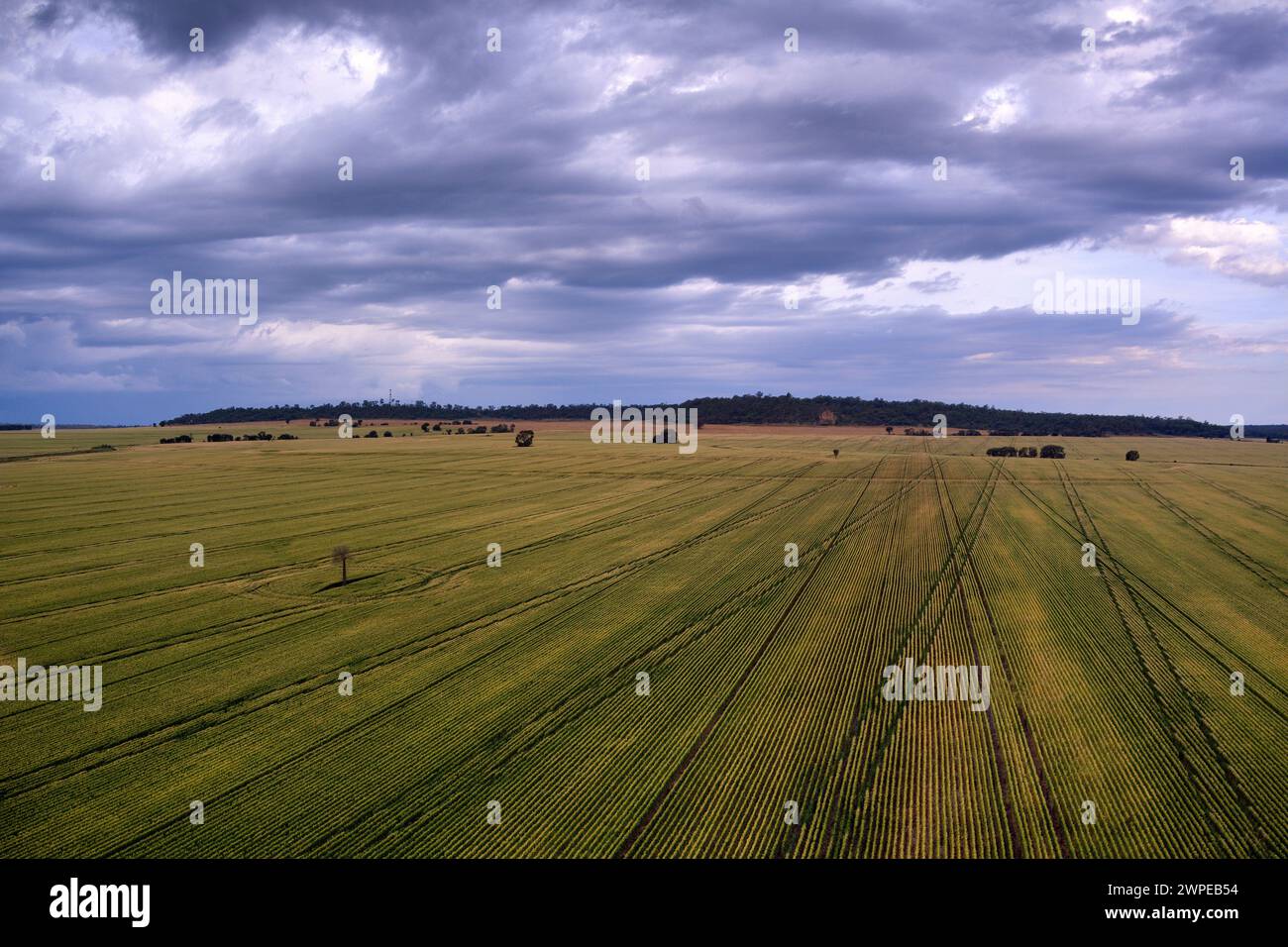Aerial fields of wheat near Wallumbilla Queensland Australia Stock ...