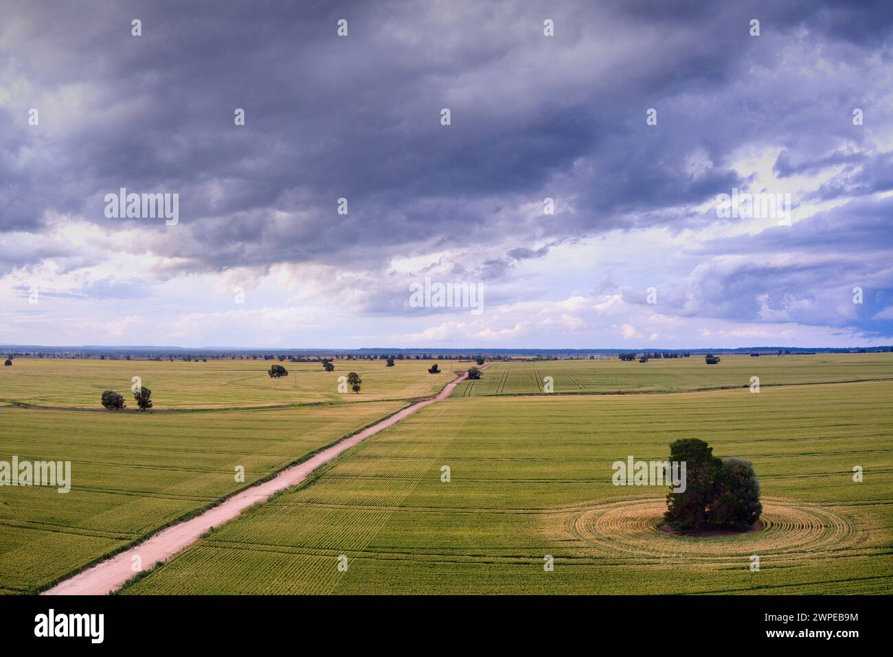 Aerial of rural unsealed road passing through fields of wheat near ...