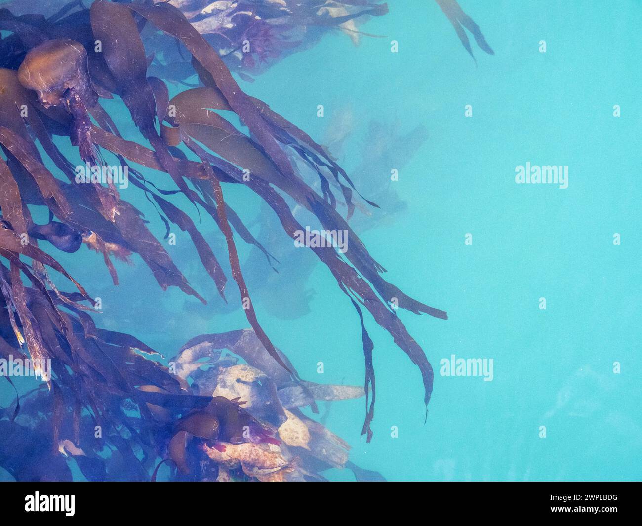 Kelp at Port Askaig on Islay, Scotland, UK Stock Photo - Alamy