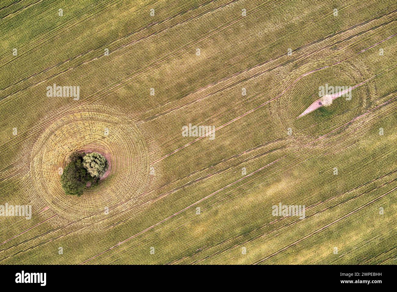 Aerial lone Queensland Bottle Tree in fields of wheat near Wallumbilla ...