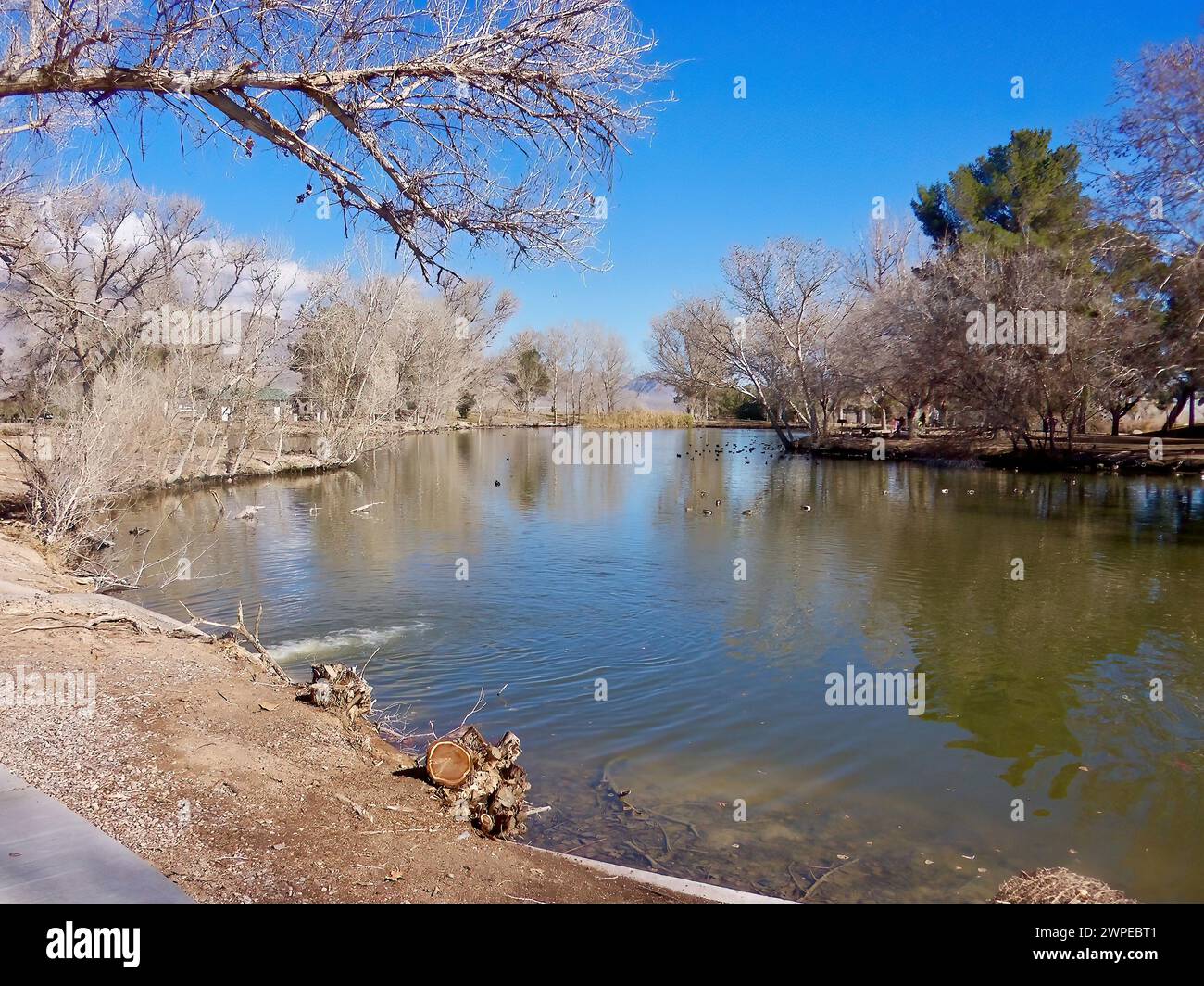 A spring-fed lake at Floyd Lake Park, Las Vegas, Nevada, an oasis in ...