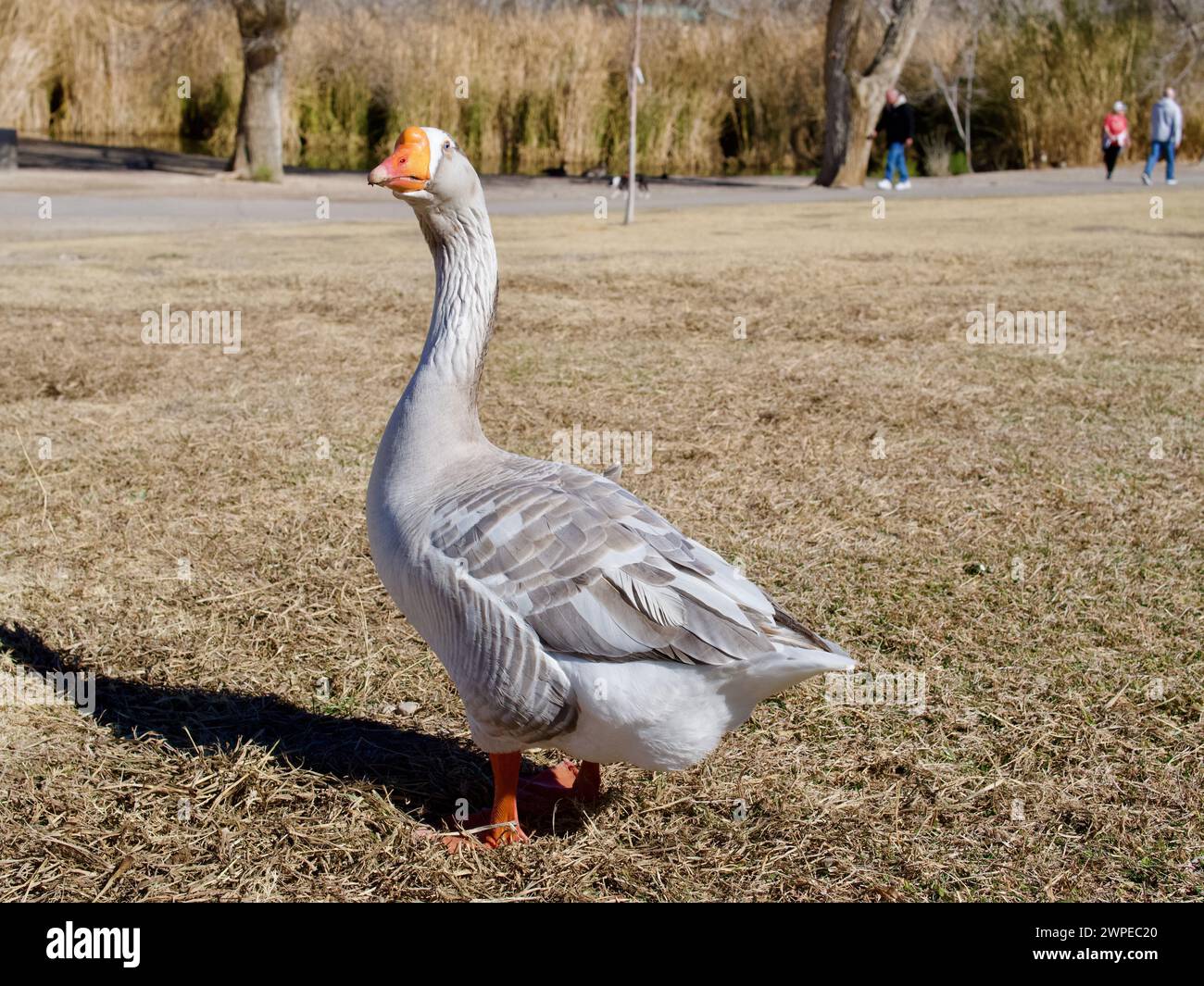 Greylag goose (Anser anser) at Floyd Lake Park, Las Vegas, Nevada, an ...