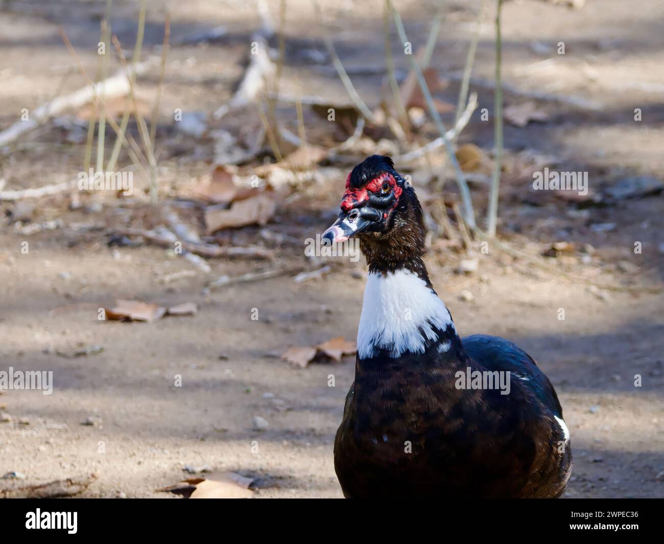 Nevada wildlife hi-res stock photography and images - Alamy