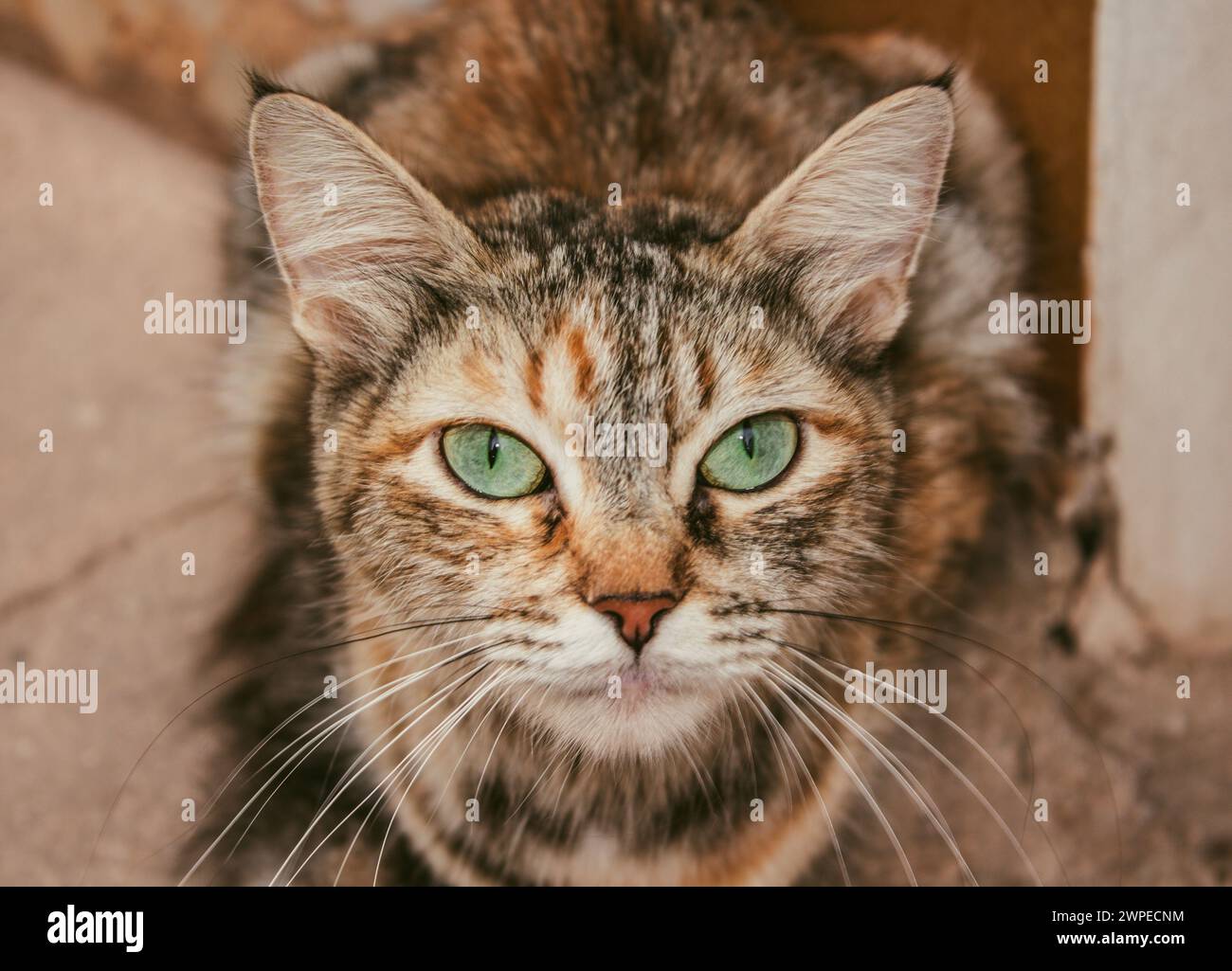 Cat moustage hi-res stock photography and images - Alamy