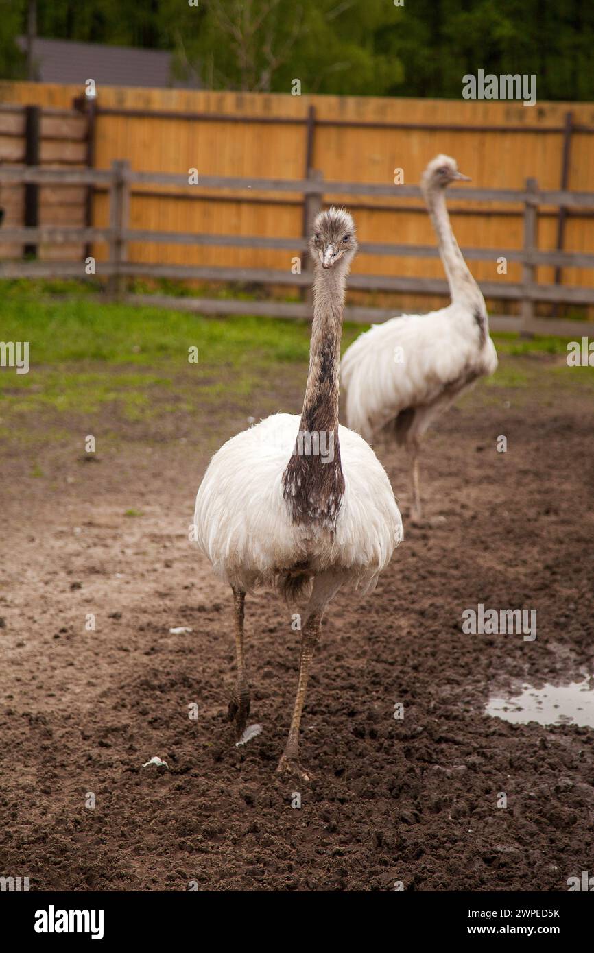 White ostrich nandu known as Greater rhea (Rhea americana) is a ...