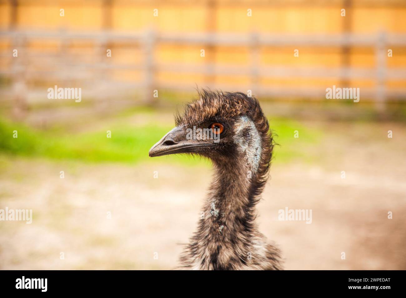 Close up view of australian ostrich emu known as Dromaius ...