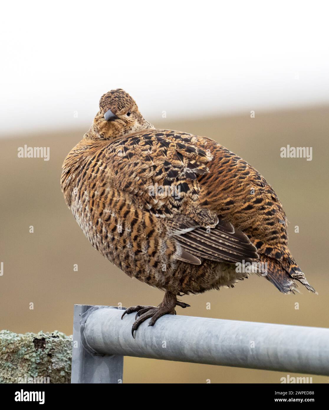 A female Black Grouse, Lyrurus tetrix in a field in Teesdale, County ...