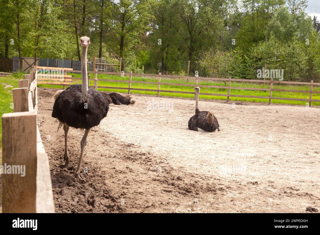 Common Ostrich - Struthio camelus is a species of flightless bird ...