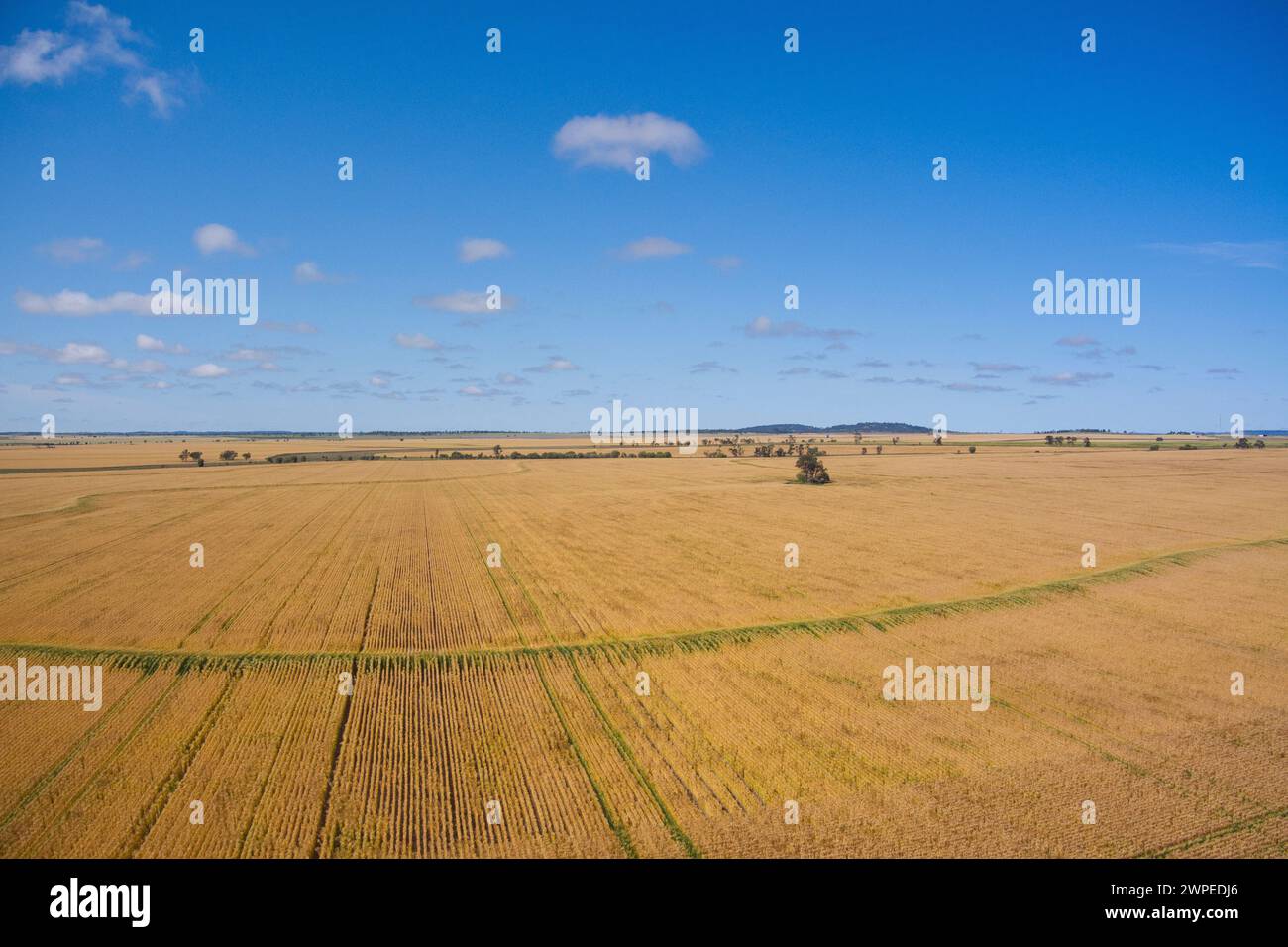 Wheat fields aerial of crop almost ready for harvesting Muckadilla ...