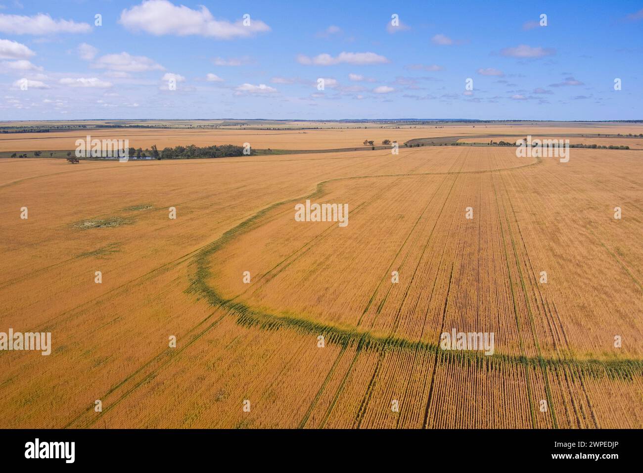 Aerial of wheat fields almost ready for harvesting Muckadilla ...