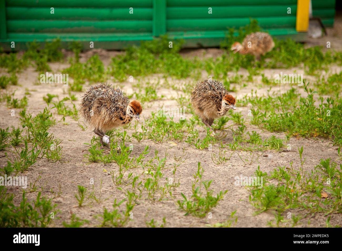 Baby ostriches in the paddock. Common Ostrich - Struthio camelus is a ...