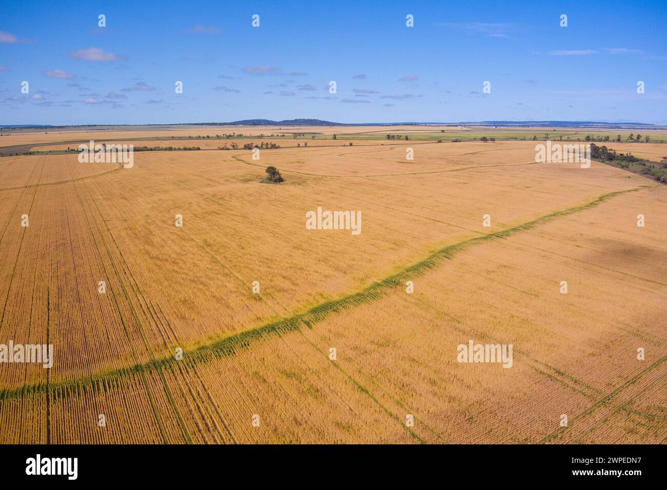 Aerial of wheat fields almost ready for harvesting Muckadilla ...