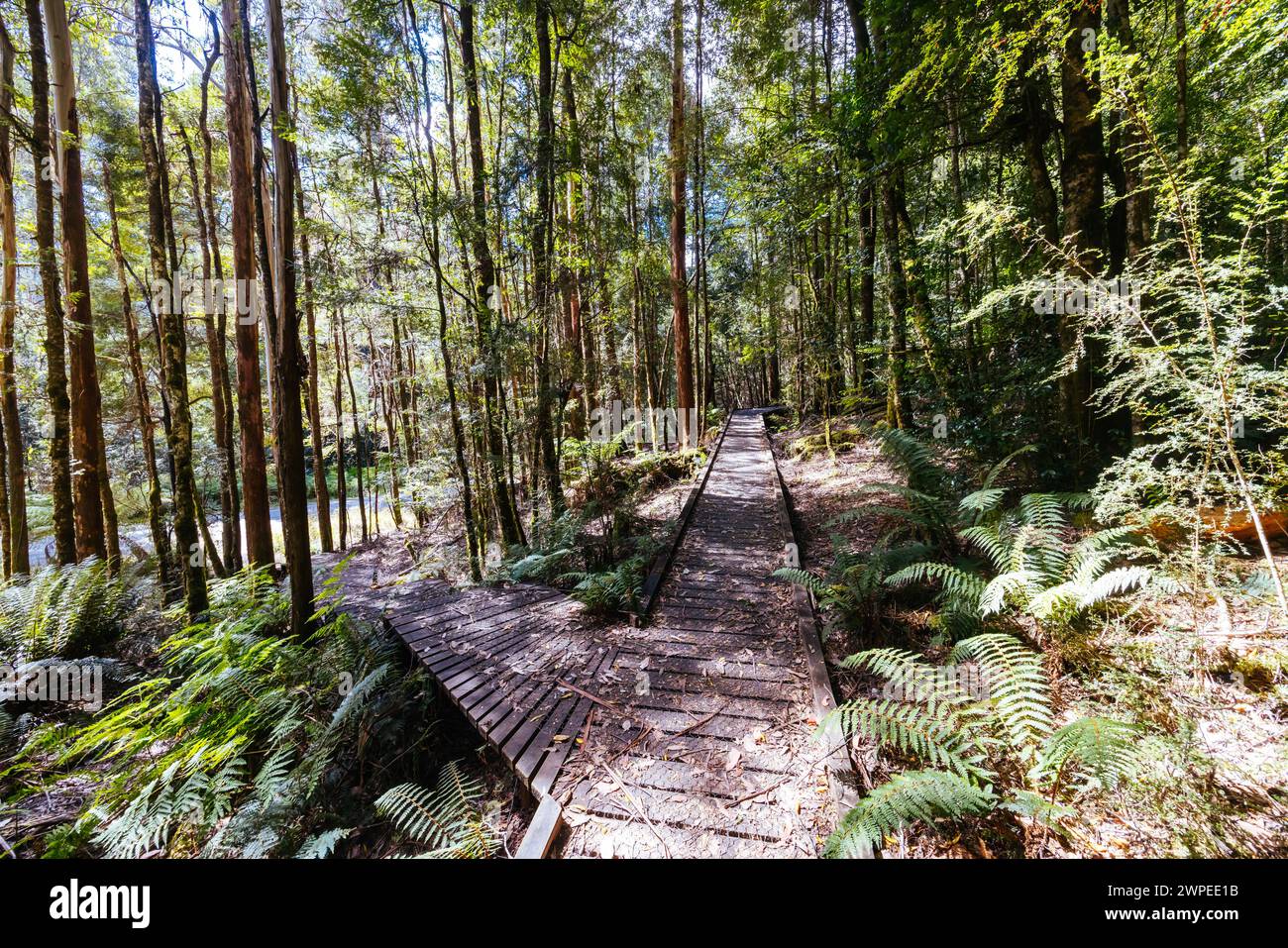 Old Growth Forest in Styx Valley Tasmania Australia Stock Photo - Alamy