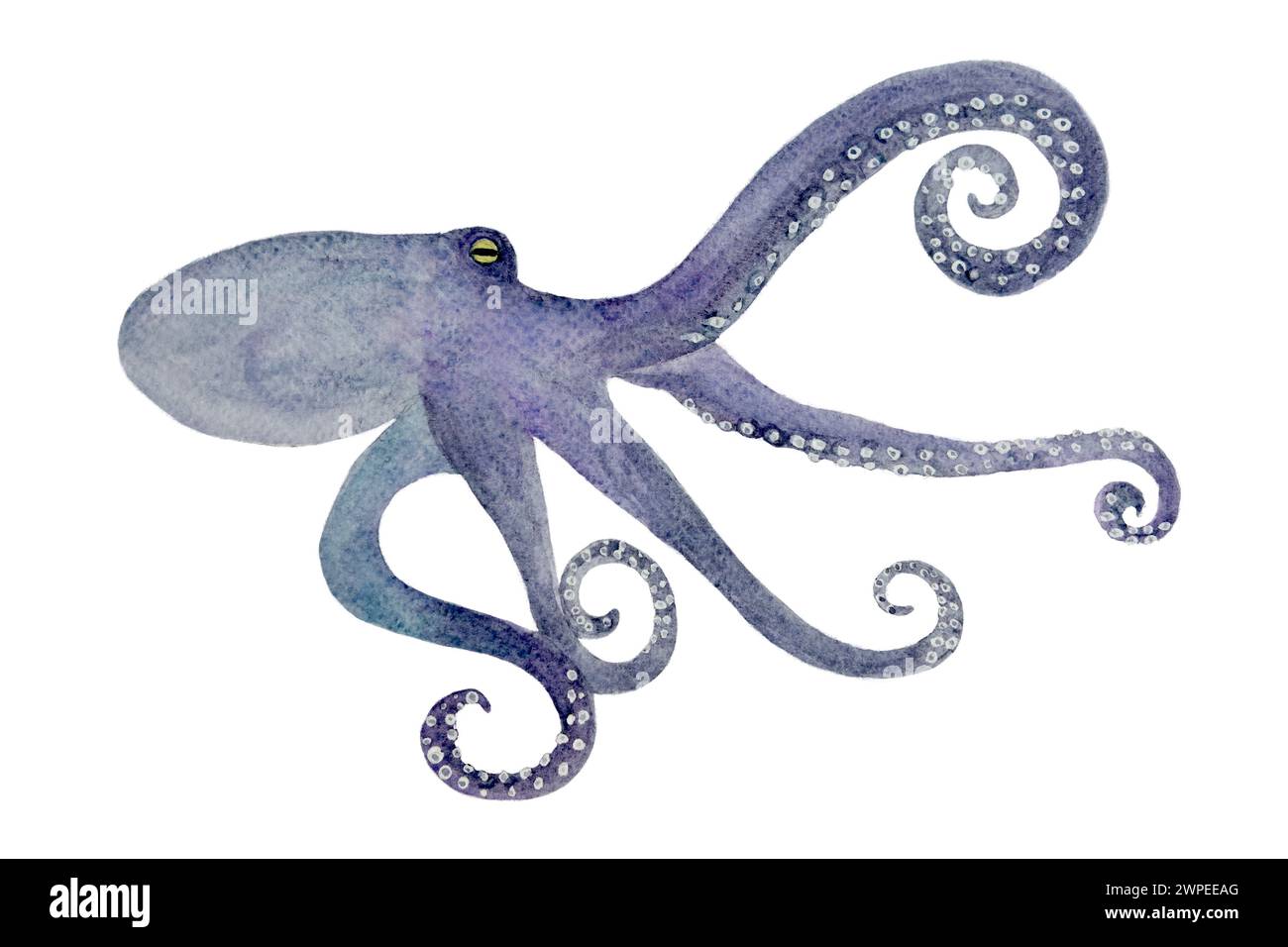 Octopus on reef reef Cut Out Stock Images & Pictures - Alamy
