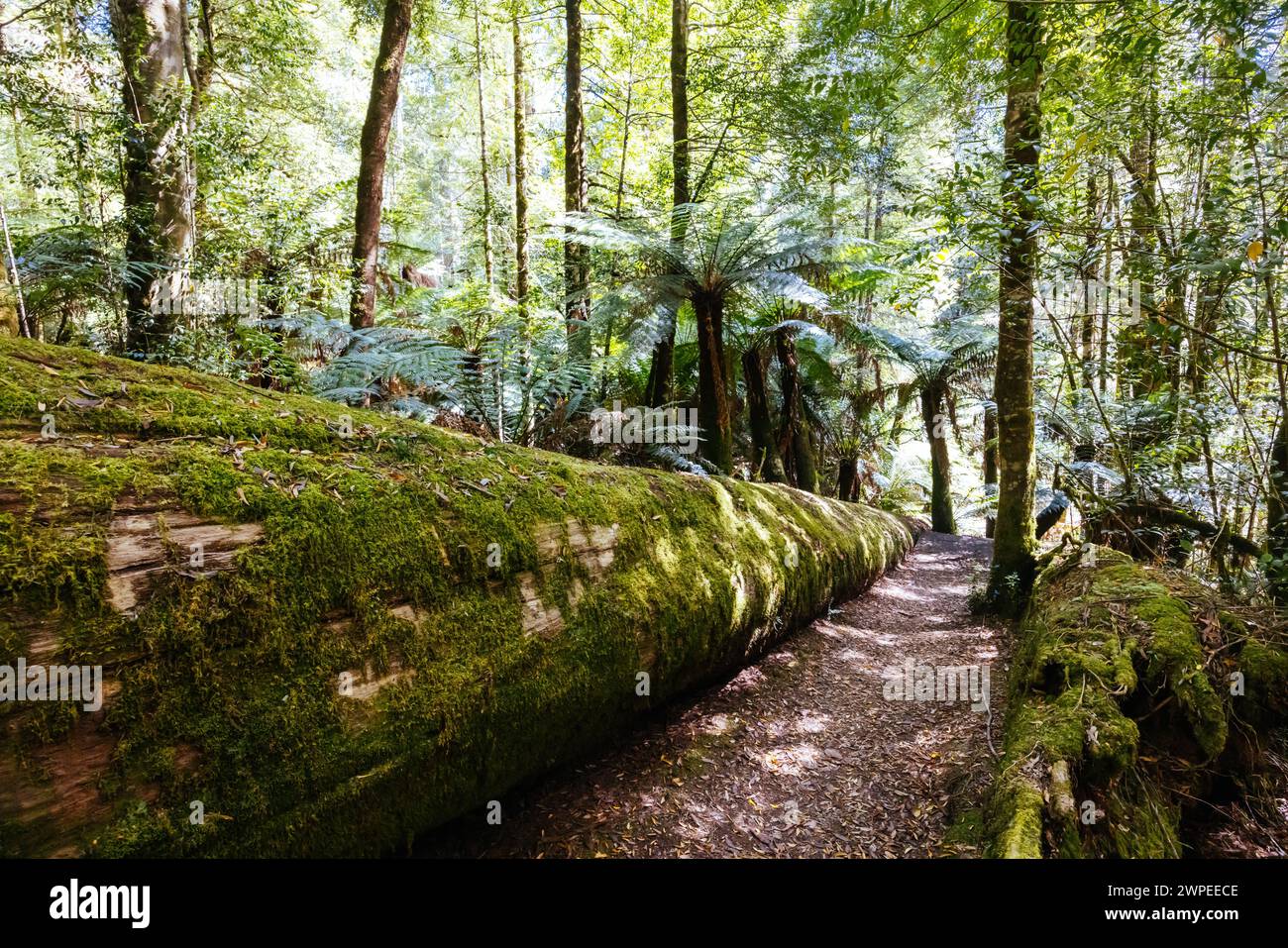 Old Growth Forest in Styx Valley Tasmania Australia Stock Photo - Alamy