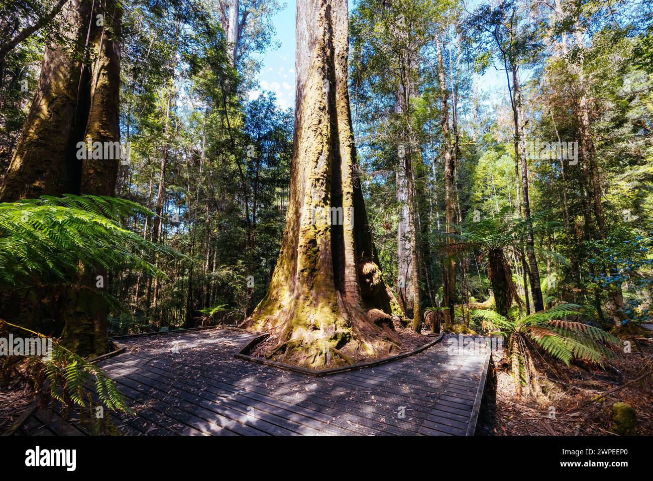Old Growth Forest in Styx Valley Tasmania Australia Stock Photo - Alamy