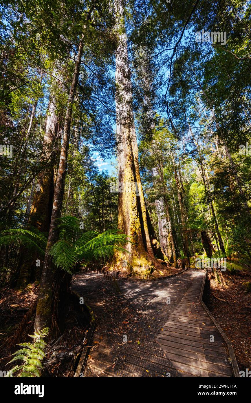 Old Growth Forest in Styx Valley Tasmania Australia Stock Photo - Alamy