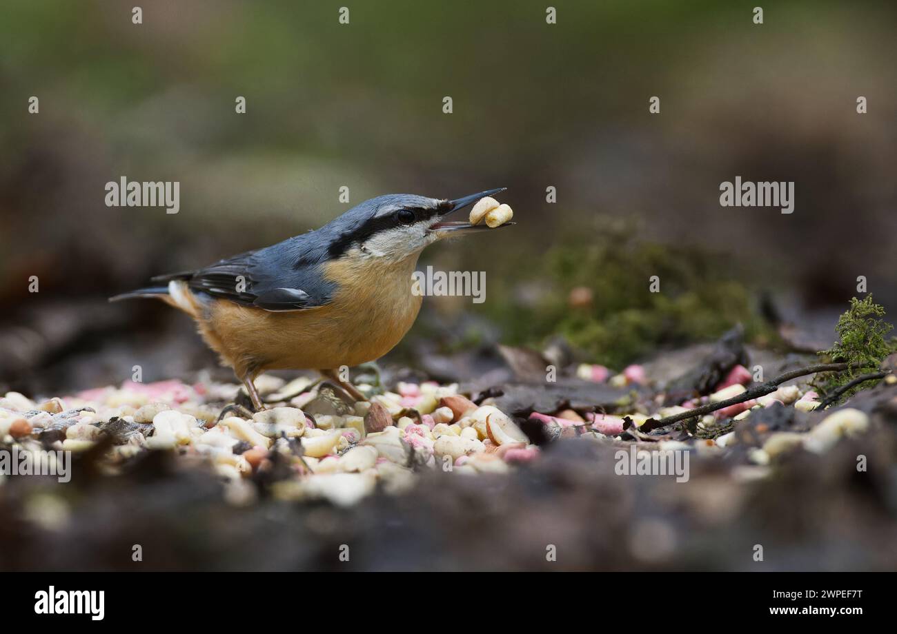 Bird hide nuthatch hi-res stock photography and images - Alamy