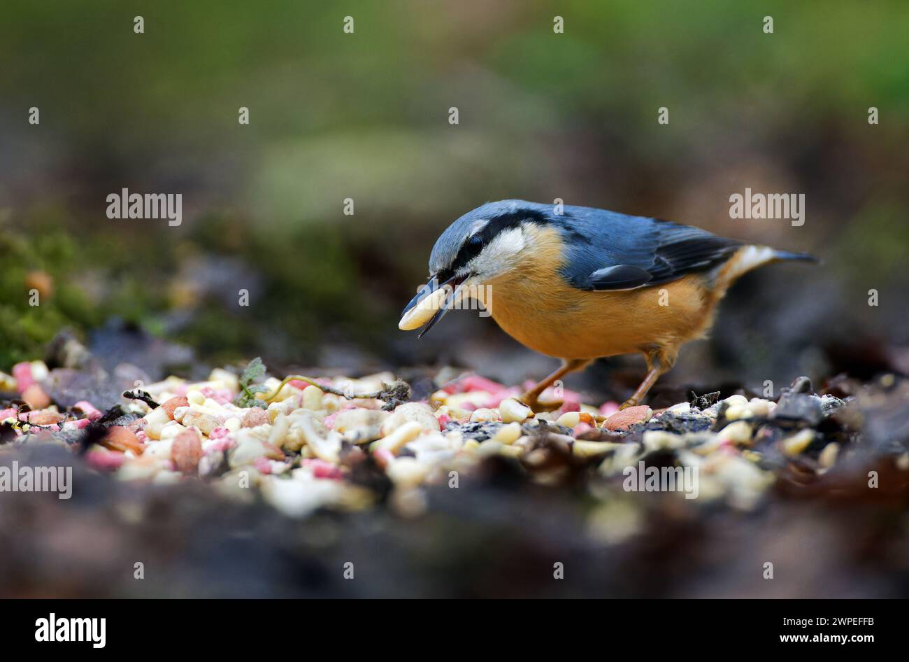 Nuthatch showing hi-res stock photography and images - Alamy