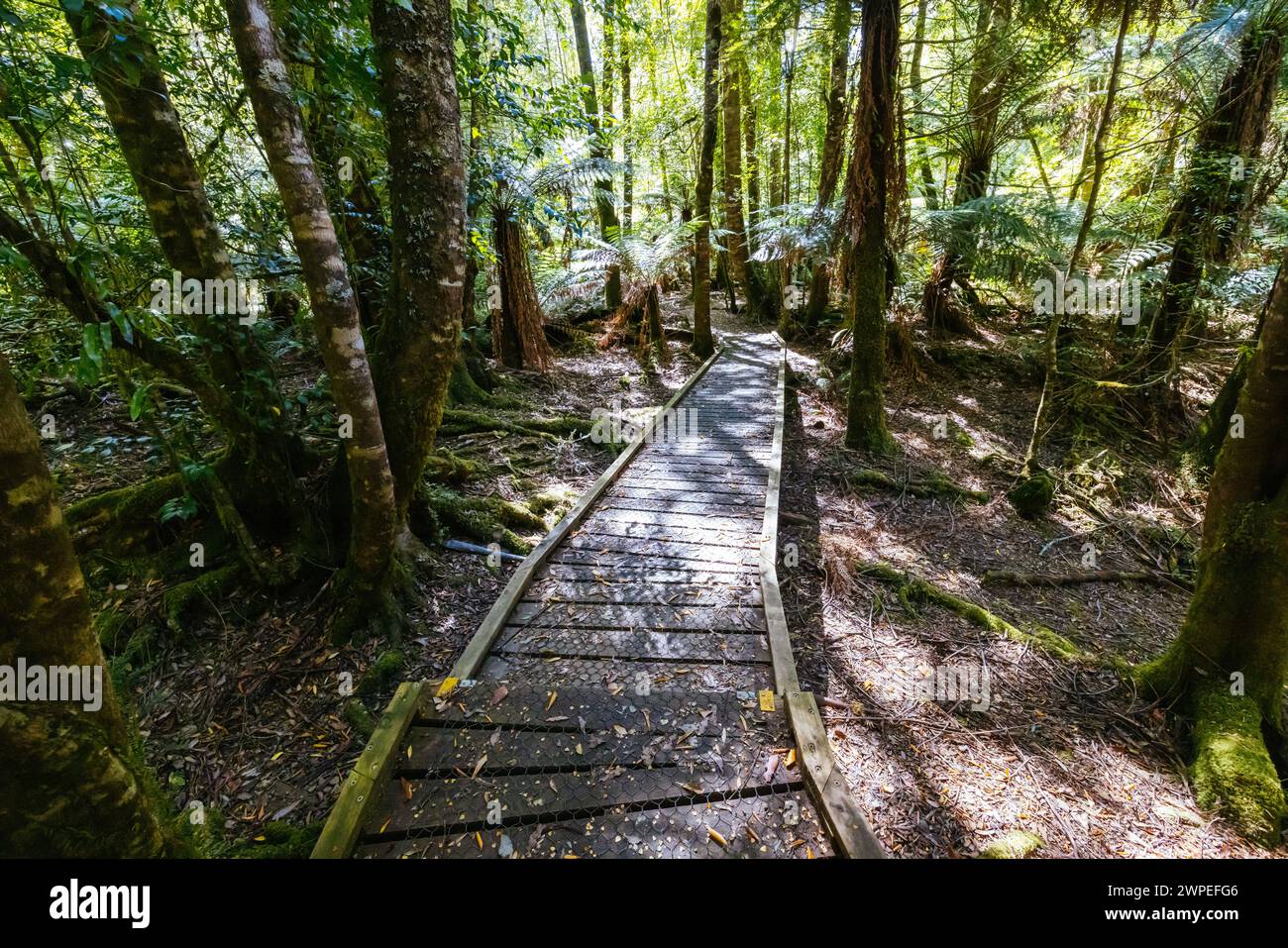 Old Growth Forest in Styx Valley Tasmania Australia Stock Photo - Alamy
