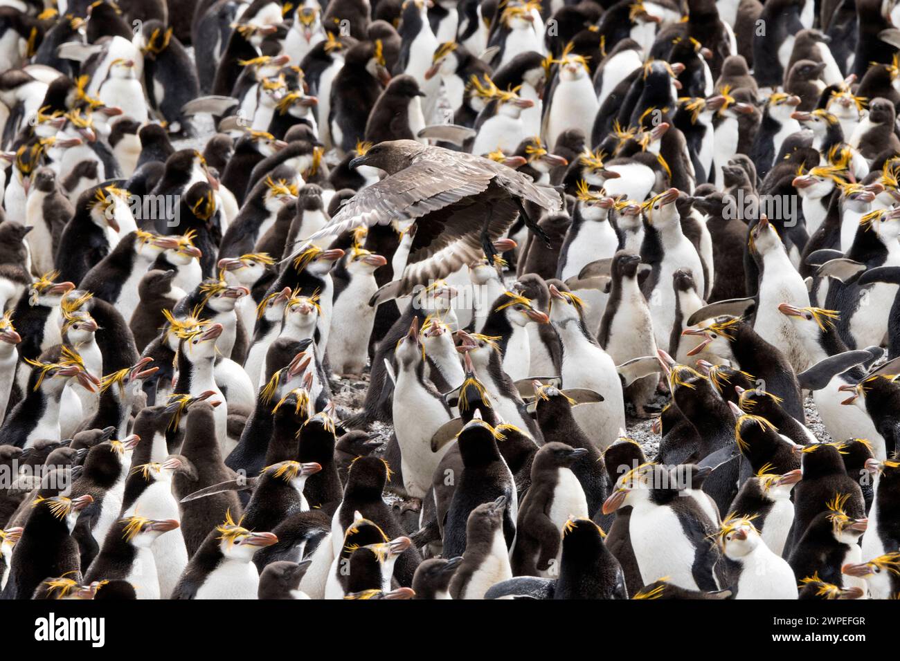 A Skua (penguins' predator) flying over the Royal Penguin (Eudyptes ...
