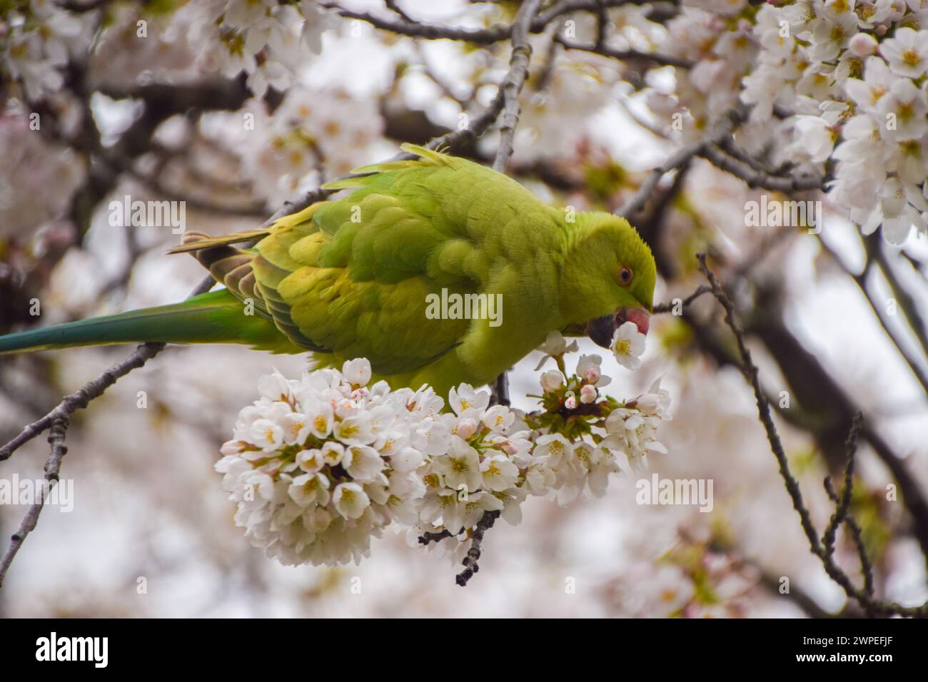 London, England, UK. 7th Mar, 2024. A ring-necked parakeet, also known ...