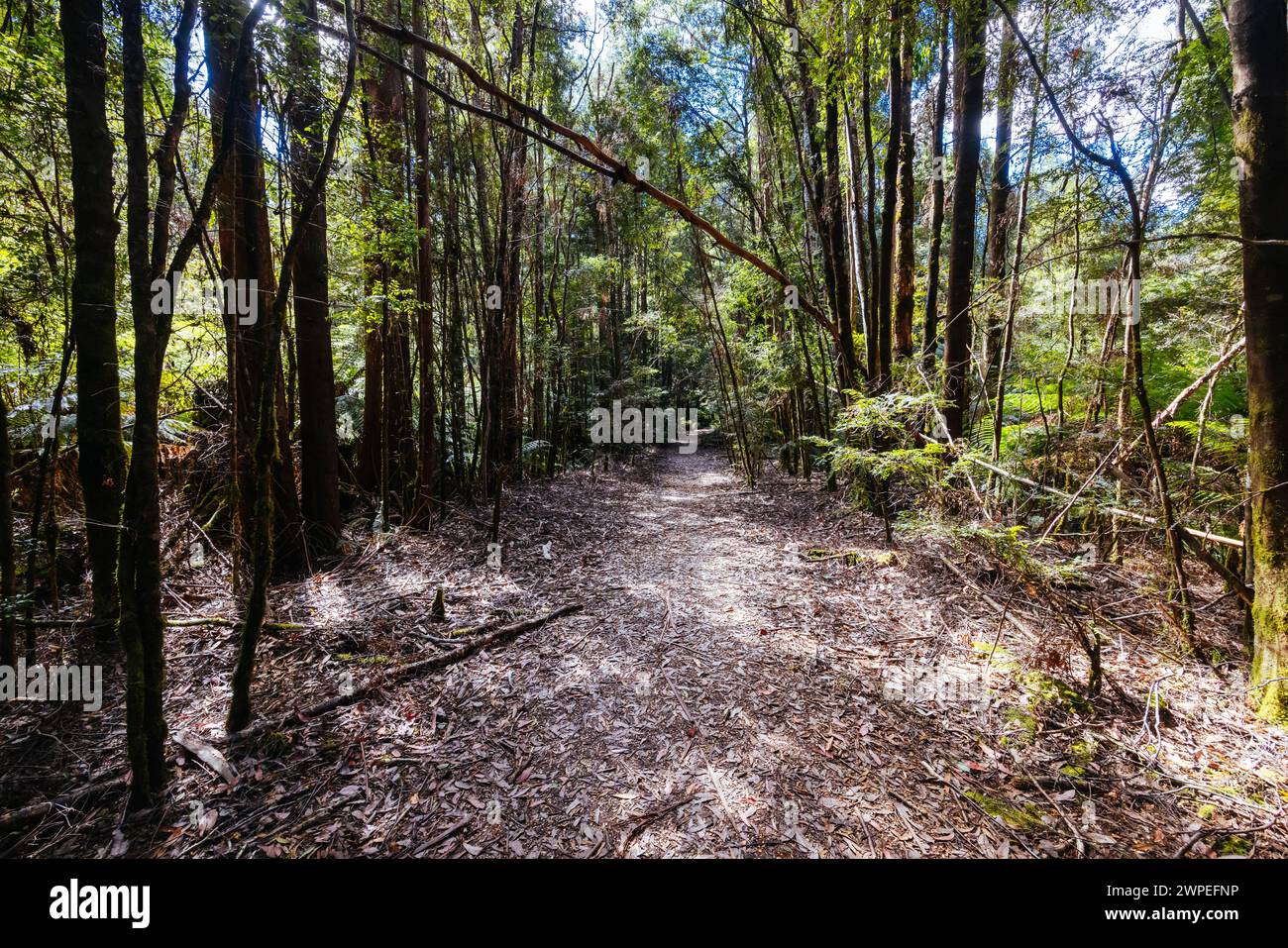 Old Growth Forest in Styx Valley Tasmania Australia Stock Photo - Alamy