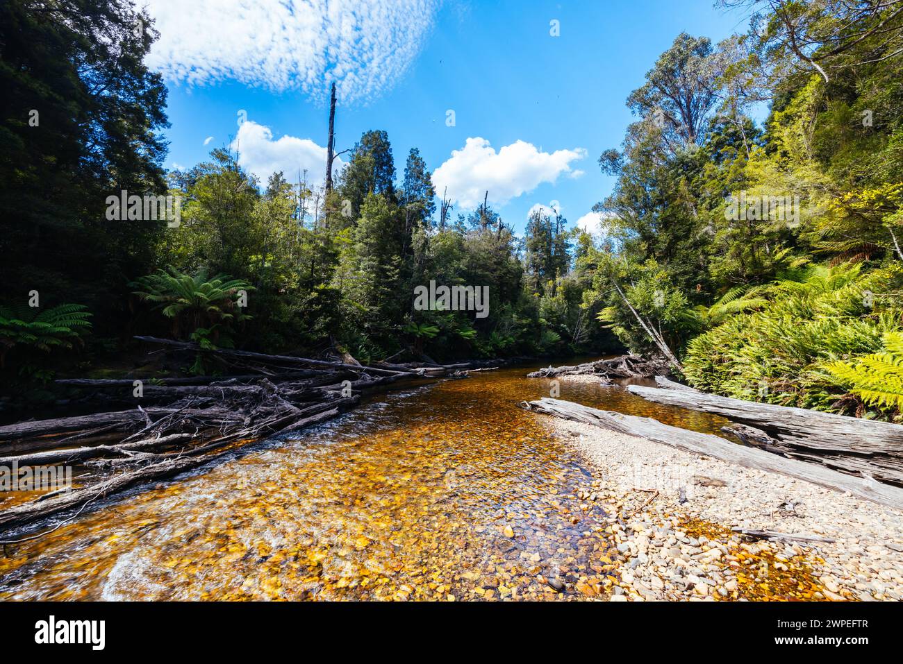 Old Growth Forest in Styx Valley Tasmania Australia Stock Photo - Alamy