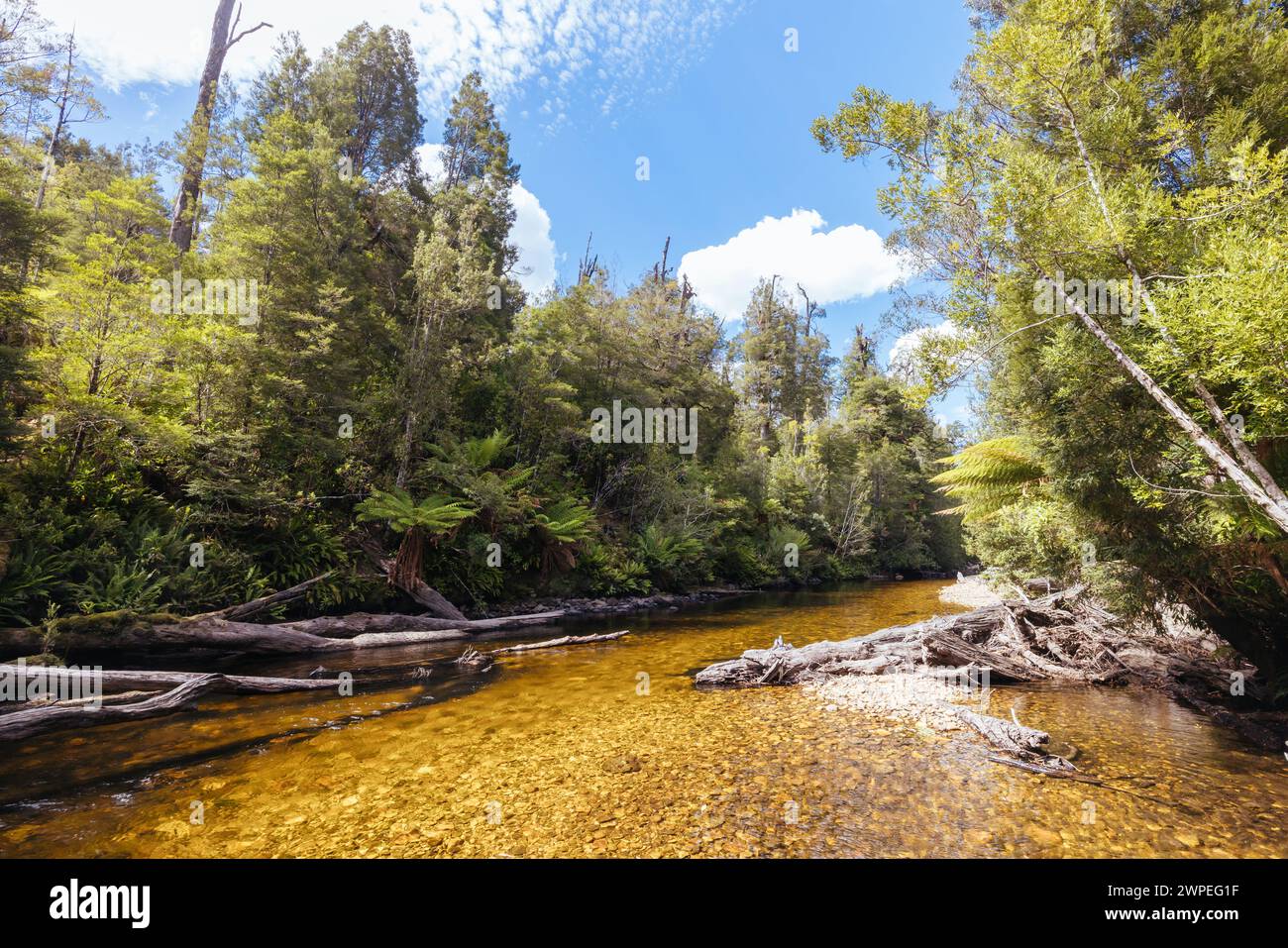 Old Growth Forest in Styx Valley Tasmania Australia Stock Photo - Alamy