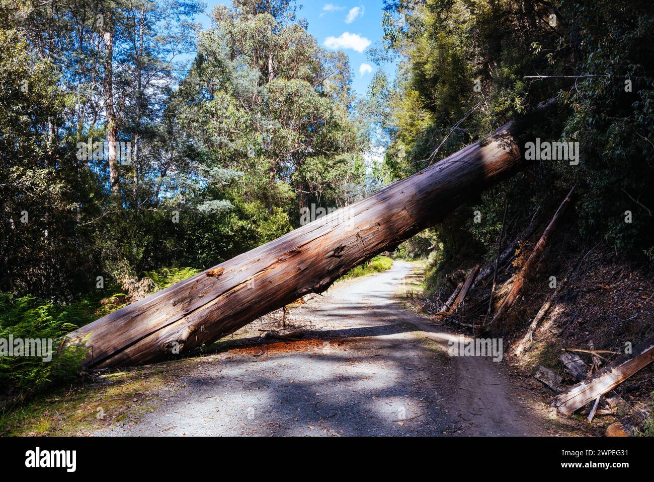Old Growth Forest in Styx Valley Tasmania Australia Stock Photo - Alamy