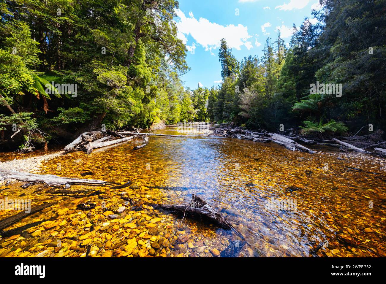 Old Growth Forest in Styx Valley Tasmania Australia Stock Photo - Alamy