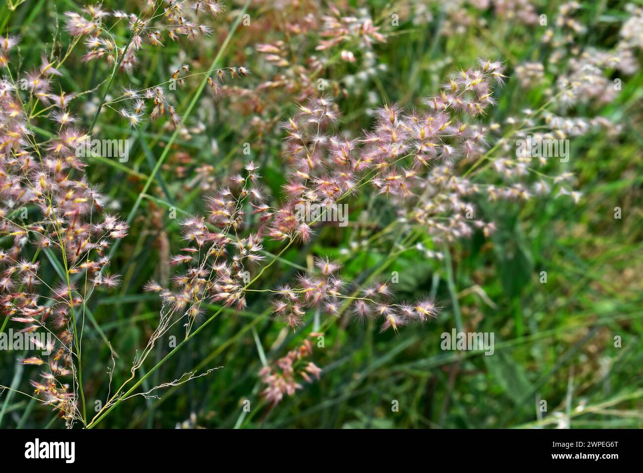 Rose Natal grass or Natal grass flowers (Melinis repens Stock Photo - Alamy