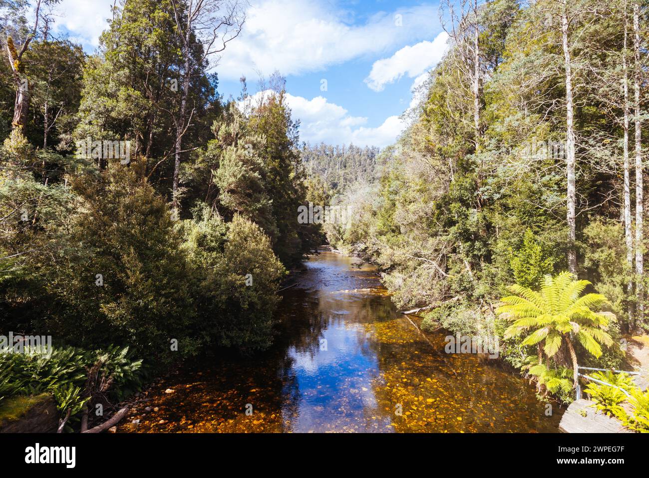 Old Growth Forest in Styx Valley Tasmania Australia Stock Photo - Alamy