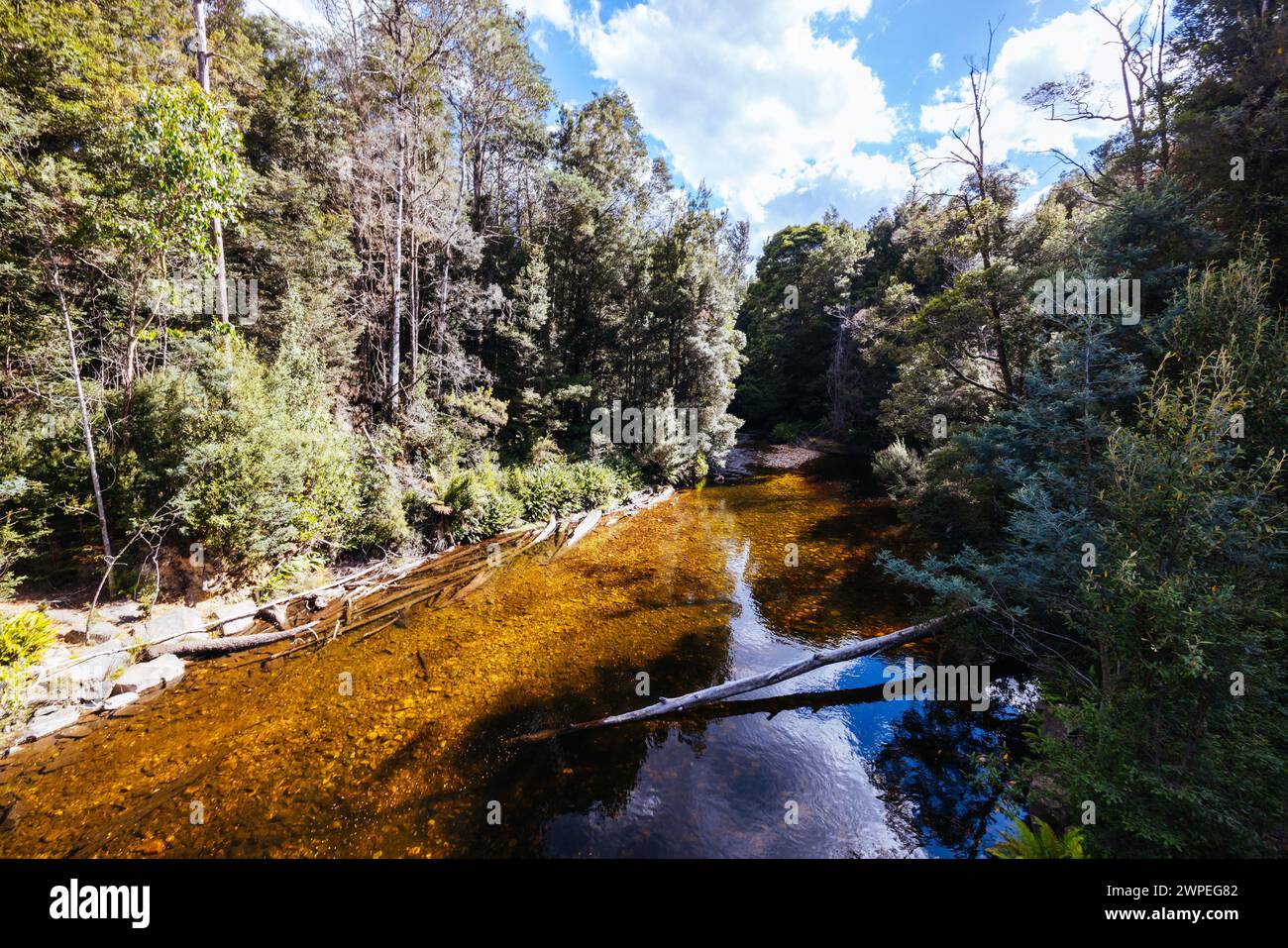 Old Growth Forest in Styx Valley Tasmania Australia Stock Photo - Alamy