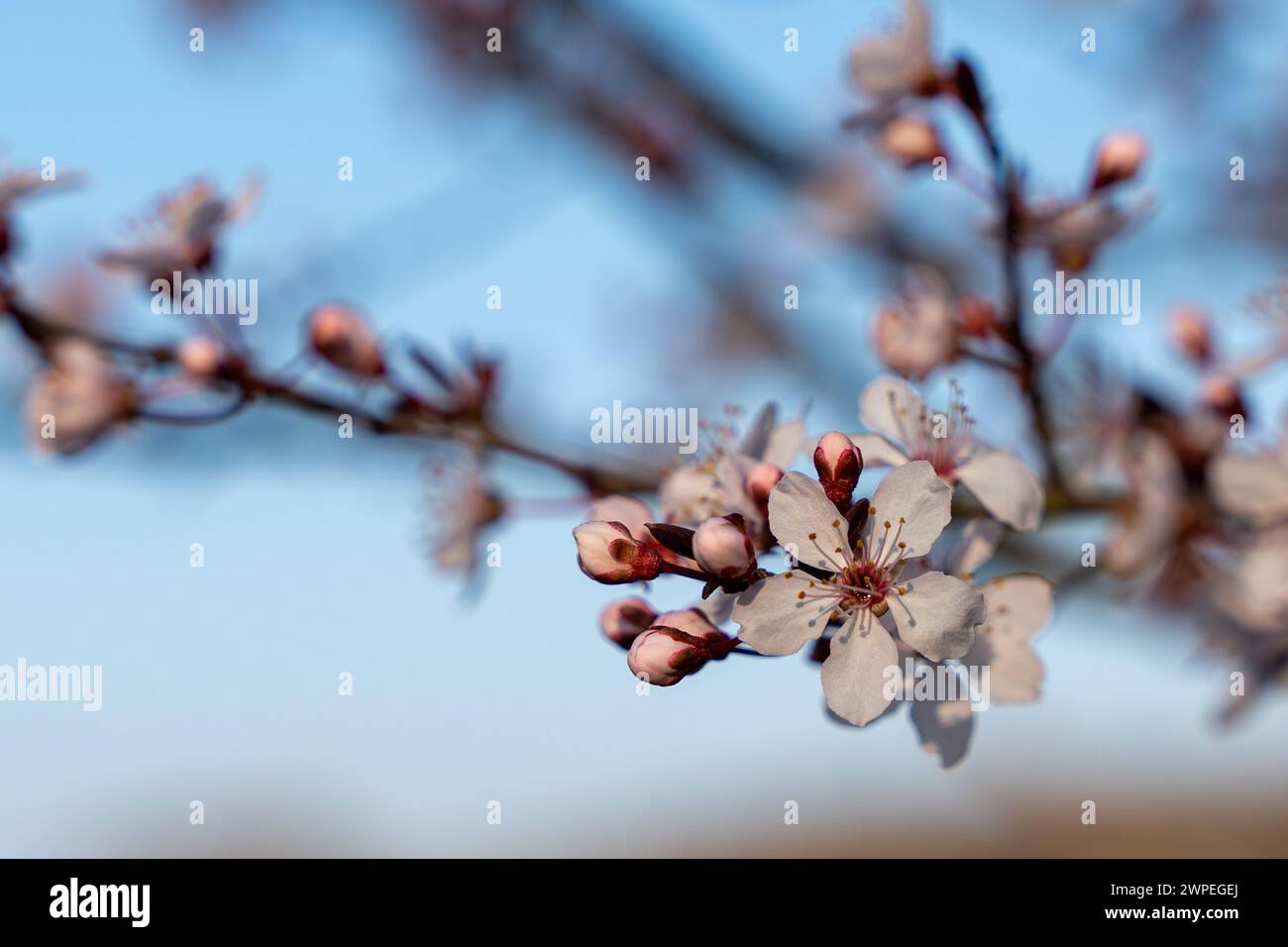 Time lapse flowering apple tree hi-res stock photography and images - Alamy
