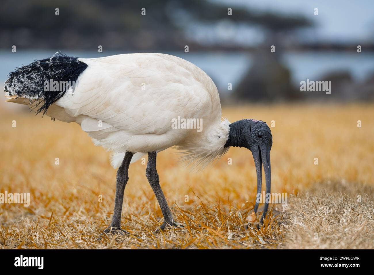 Closeup australian white ibis hi-res stock photography and images - Alamy