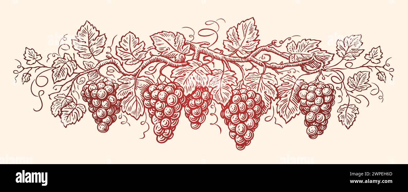 Vine with grapes and leafs. Grapevine, vineyard. Hand drawn sketch ...