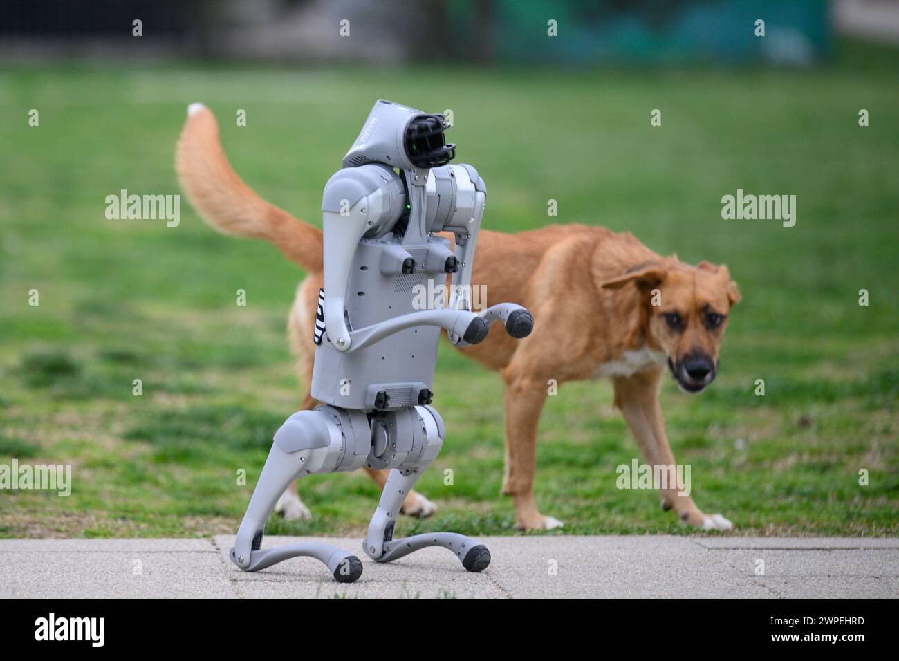 Robot dog owned by Milan Rajcevic, owner and director of the company Notum Robotics walked ...