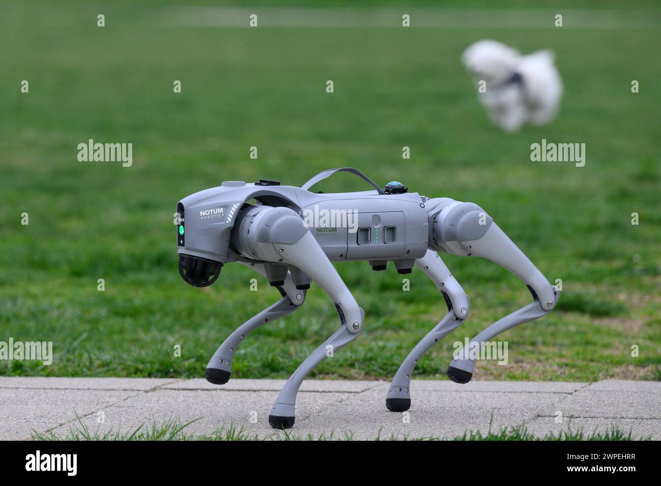 Robot dog owned by Milan Rajcevic, owner and director of the company ...