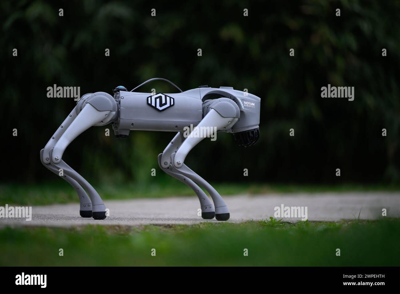 Robot dog owned by Milan Rajcevic, owner and director of the company ...