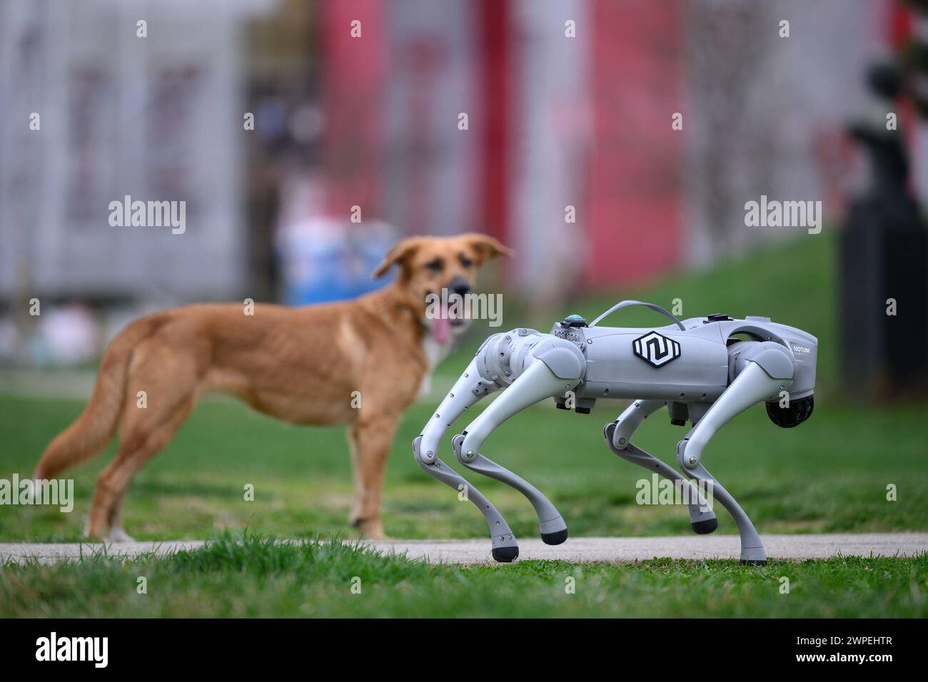 Robot dog owned by Milan Rajcevic, owner and director of the company ...