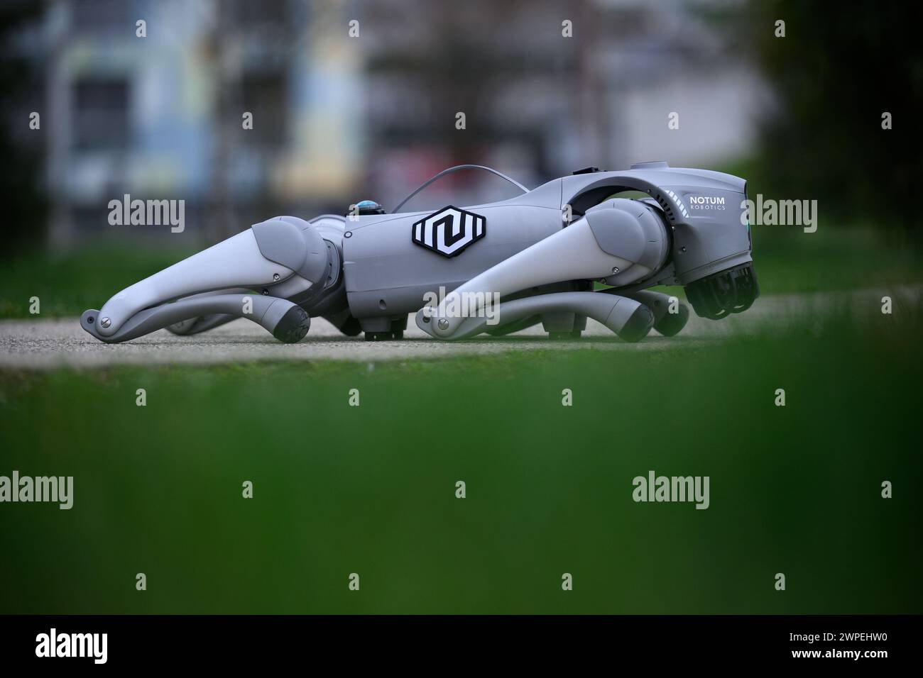 Robot dog owned by Milan Rajcevic, owner and director of the company ...