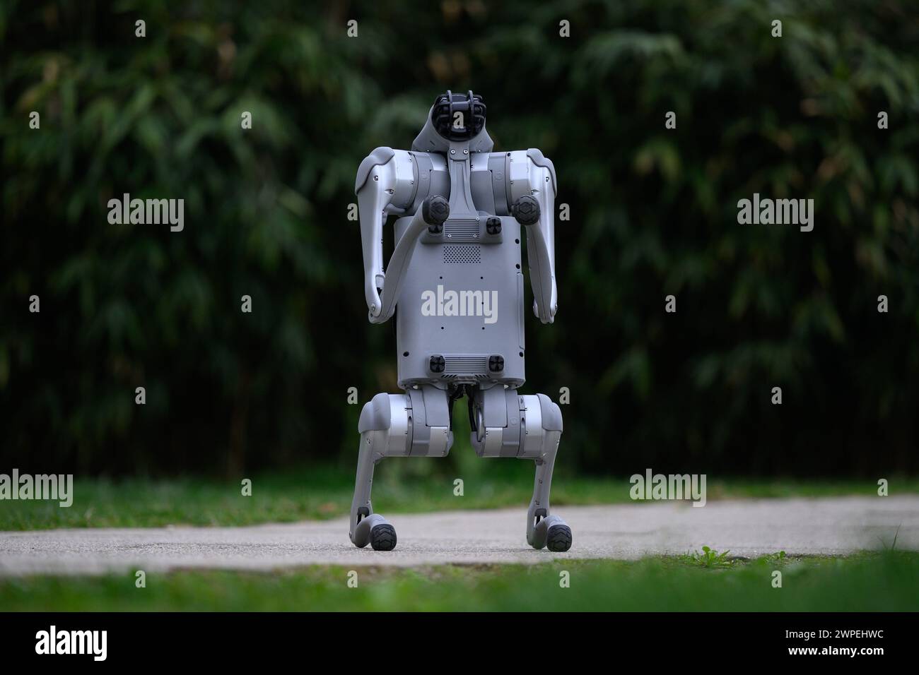 Robot dog owned by Milan Rajcevic, owner and director of the company ...