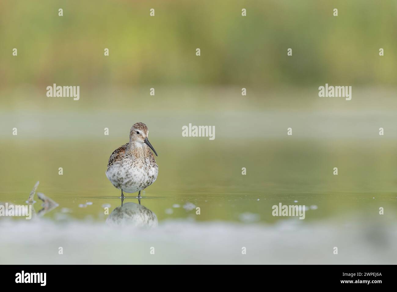 The beautiful dunlin, fine art portrait (Calidris alpina Stock Photo ...