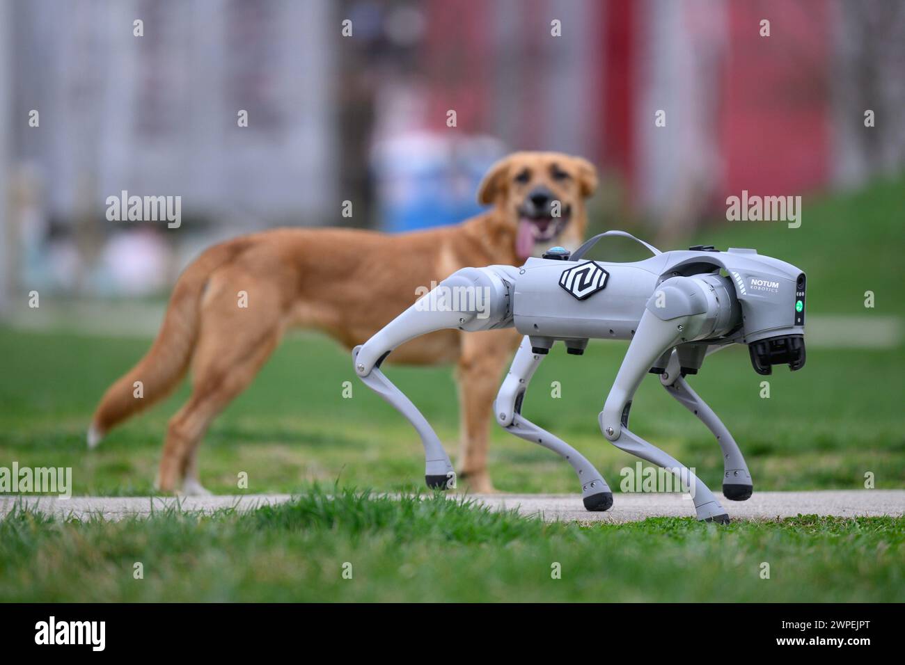 Robot dog owned by Milan Rajcevic, owner and director of the company Notum Robotics walked ...