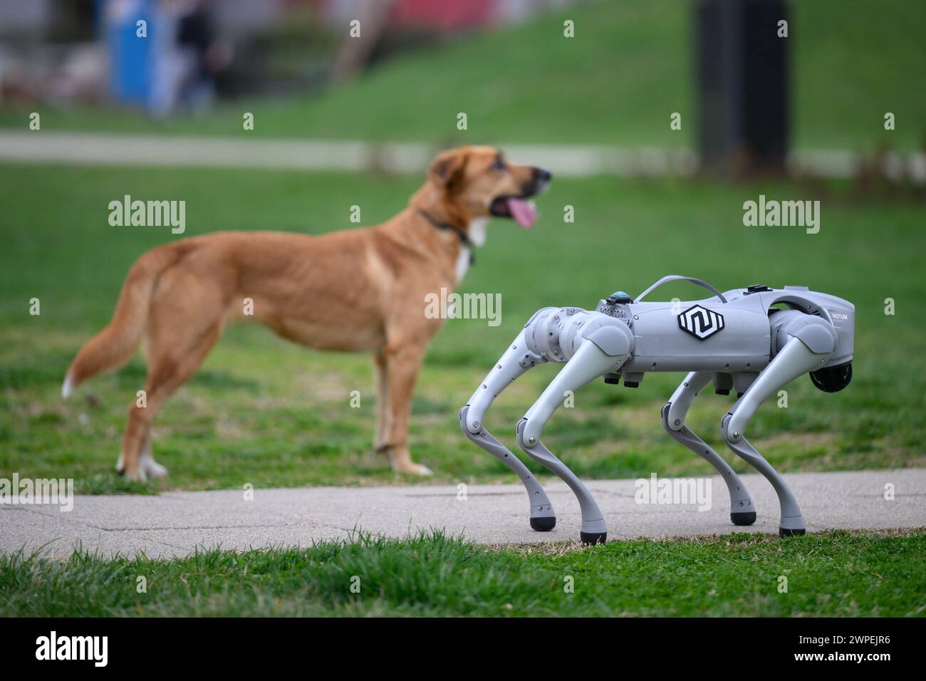 Robot dog owned by Milan Rajcevic, owner and director of the company ...
