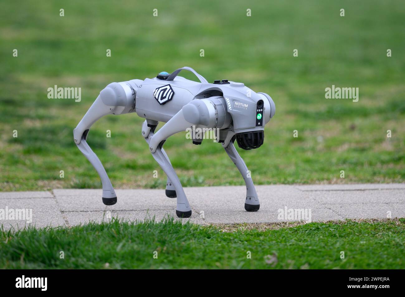 Robot dog owned by Milan Rajcevic, owner and director of the company Notum Robotics walked ...