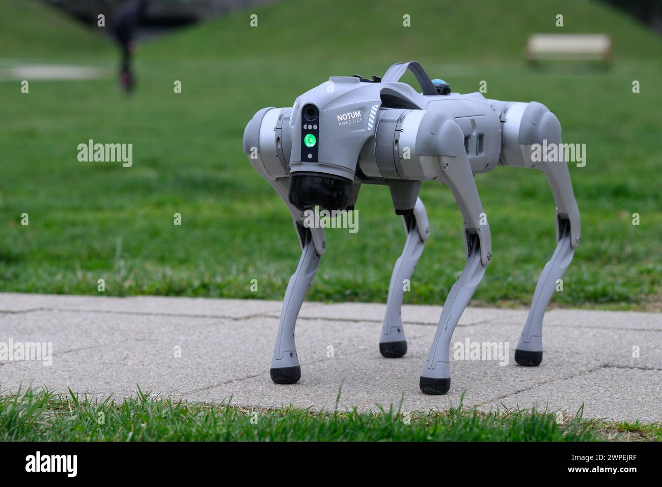 Robot dog owned by Milan Rajcevic, owner and director of the company ...