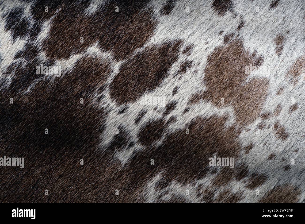Pattern of cow fur texture macro close up view with spots Stock Photo ...